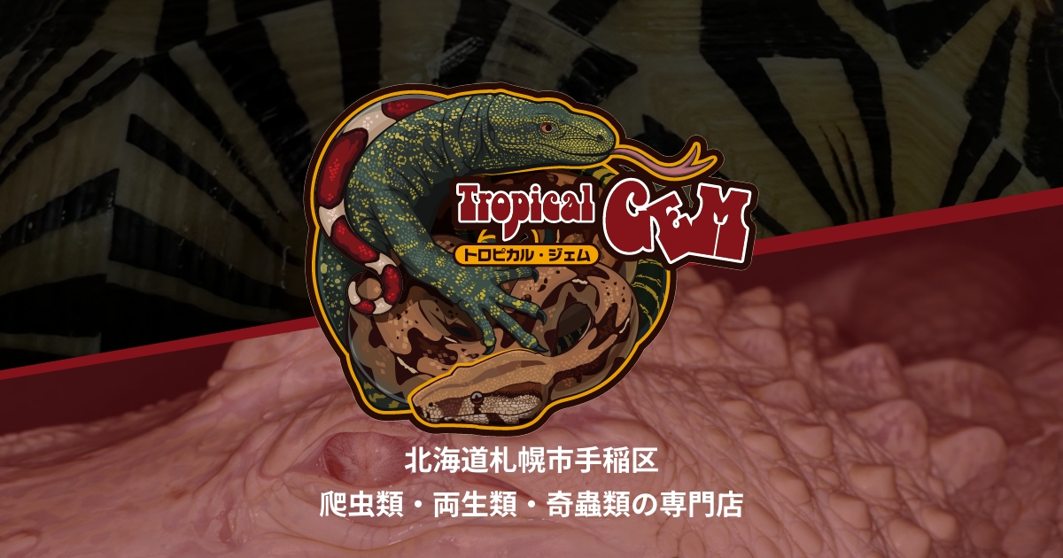 【TV出演情報】 HTB「ハナタレナックス」に出演します！ | トロピカルジェム